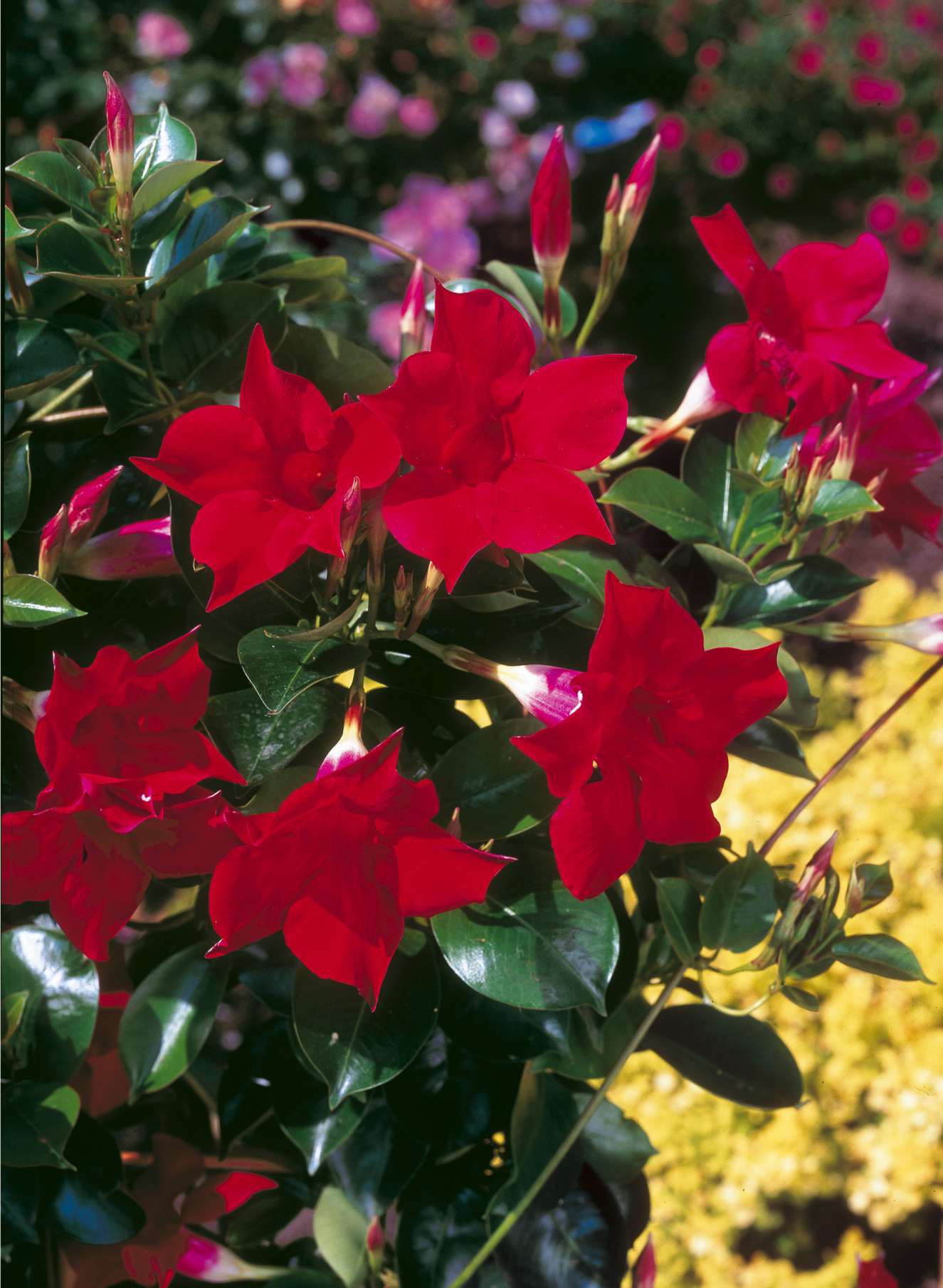 DIPLADENIA Sundaville ® - Classic Red - Decock Plants