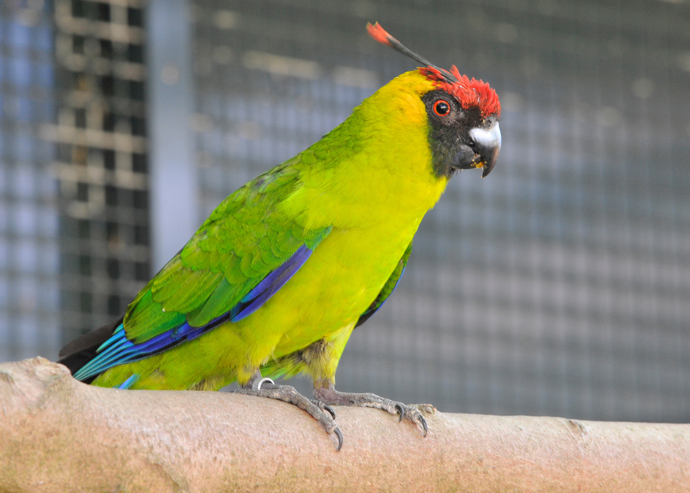 Limara